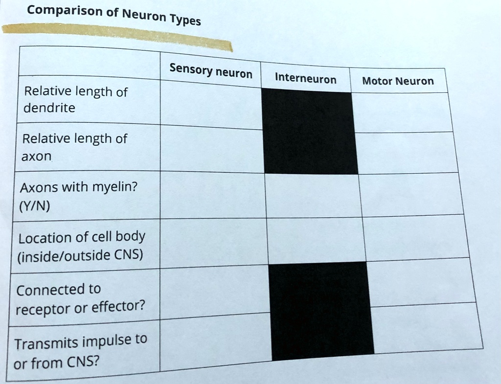 Comparison of Neuron Types Comparison of Neuron Types Sensory neuron Interneuron Motor Neuron ...