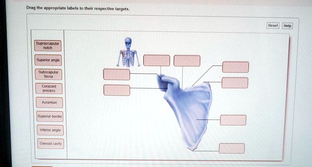 SOLVED: Suprascapular notch Superior angle Subscapular fossa Coracoid ...