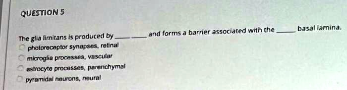 SOLVED: Basal lamina forms a barrier associated with the glia limitans ...