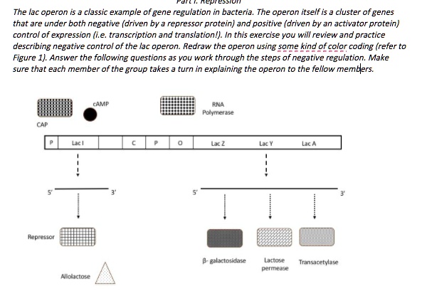 SOLVED: The Iac operon classic example of gene regulation bacteria. The ...