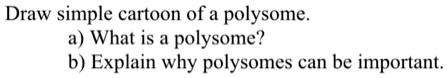 SOLVED: Draw simple cartoon of a polysome: a) What is a polysome? b ...