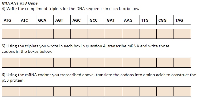SOLVED: MUTANT p53 Gene 4) Write the complementary triplets for the DNA ...