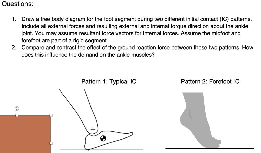 Questions: 1. Draw a free body diagram for the foot segment during two ...