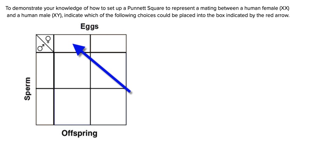 to demonstrate your knowledge of how to set up a punnett square to ...