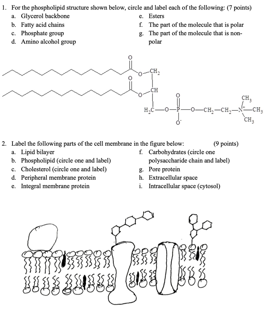 for the phospholipid structure shown below circle and label each of the ...