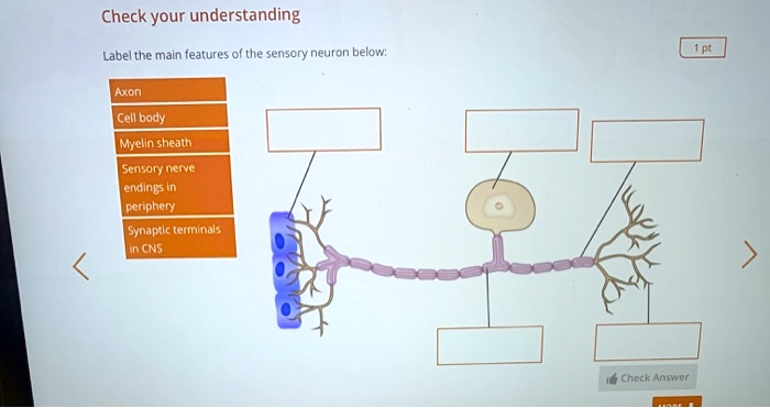 check your understanding label the main features of the sensory neuron ...