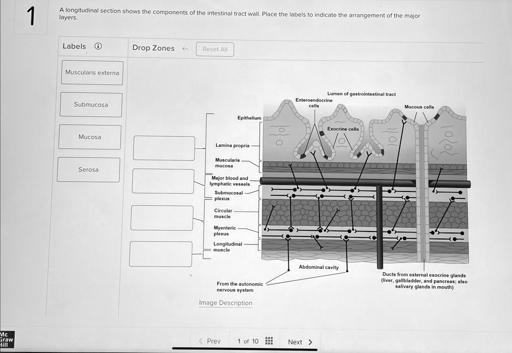a longitudinal section shows the components of the intestinal tract ...