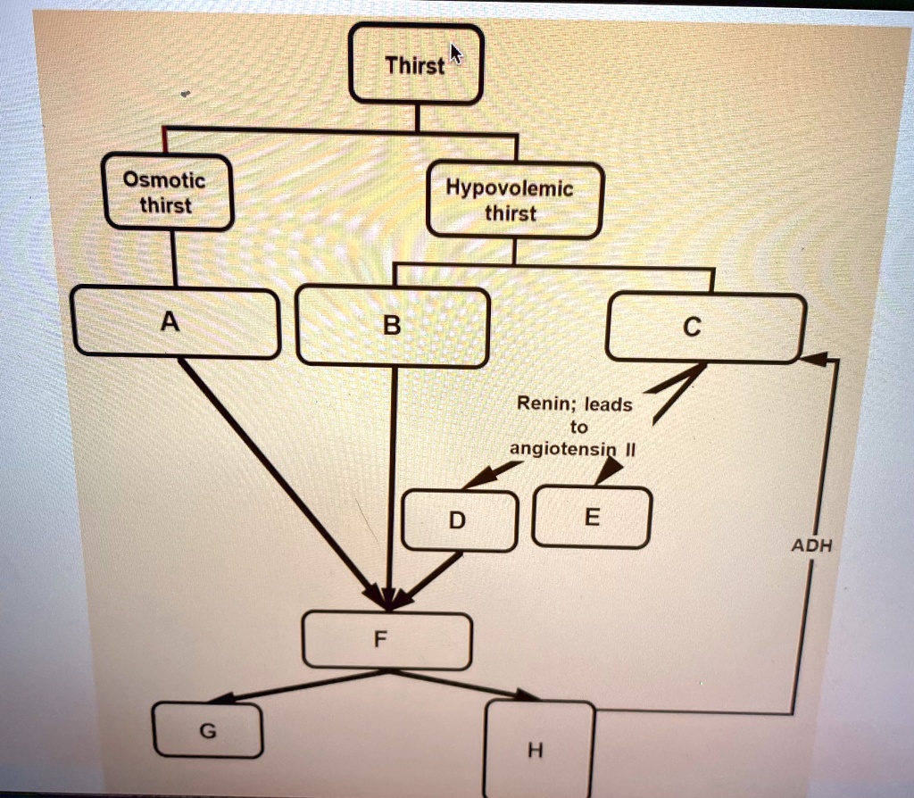 Osmotic thirst A Thirst A B G F Hypovolemic thirst D Renin; leads to ...