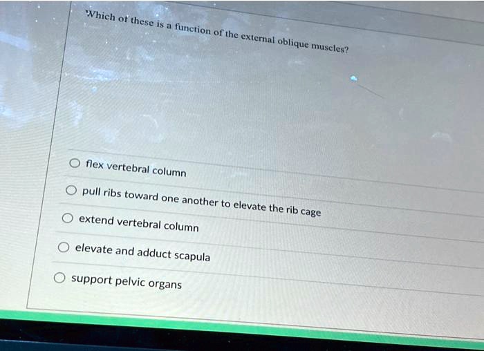 SOLVED: function of the extemal' oblique - muscles? flex vertebral ...