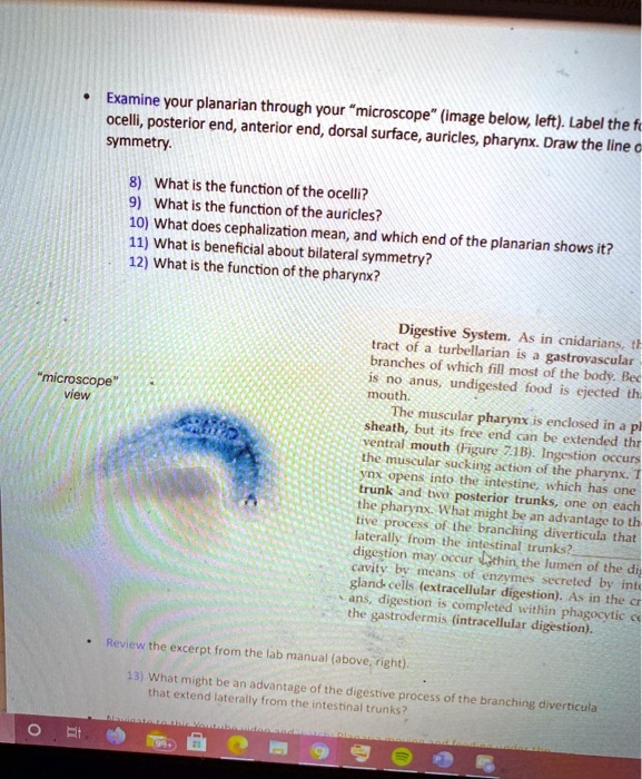 Examine your planarian through your "microscope" (image below, left ...