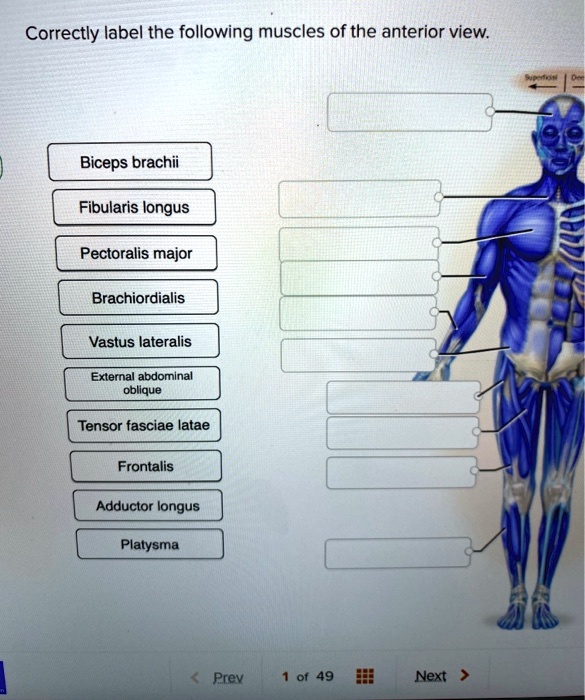 SOLVED: Correctly label the following muscles of the anterior view ... SOLVED: Correctly label the following muscles of the anterior view ...