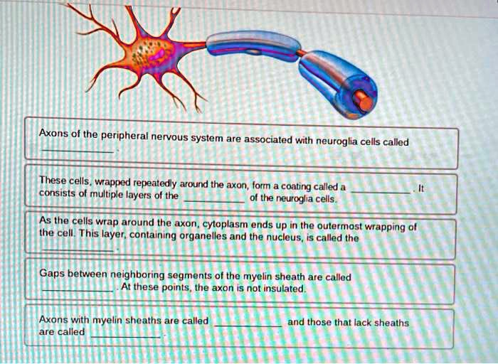 SOLVED: Axons of the peripheral nervous system are associated with neuroglia cells called These ...