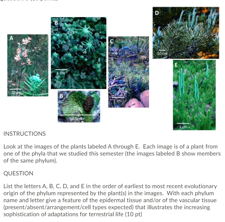 SOLVED: INSTRUCTIONS Look at the images of the plants labeled A through ...