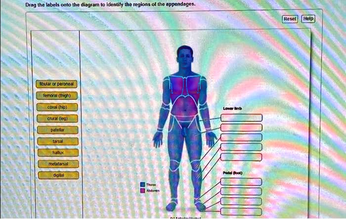Drag the labels onto the diagram to identify the regions of the ...
