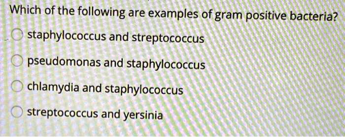 Which of the following are examples of gram positive bacteria ...
