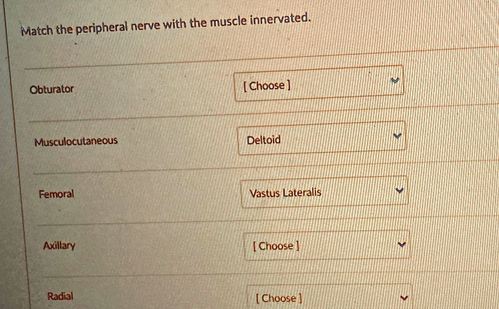 match the peripheral nerve with the muscle innervated obturator choose ...