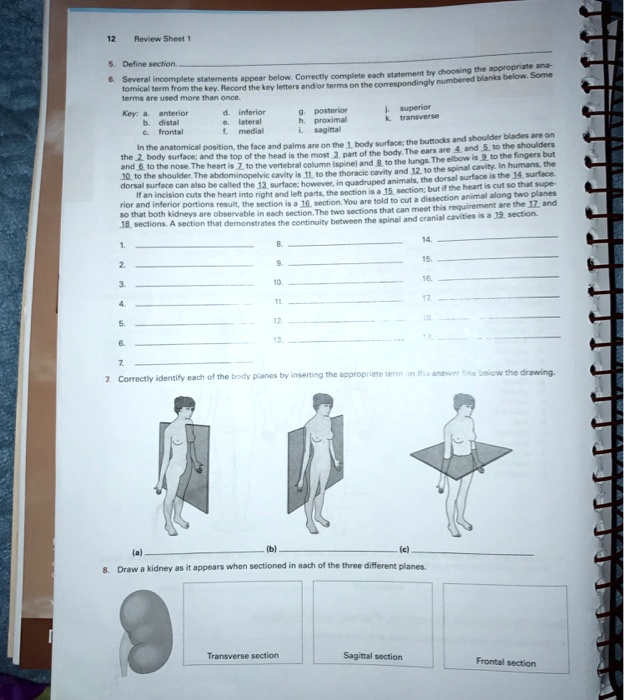 SOLVED: Review Sheet Define section Several incomplete statements ...