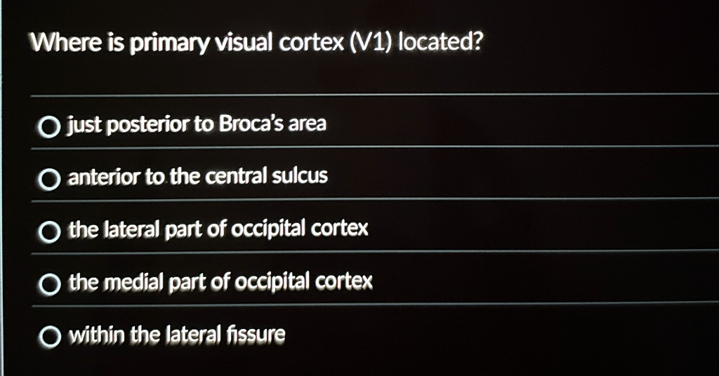 where is primary visual cortex v1 located just posterior to brocas area anterior to the central ...