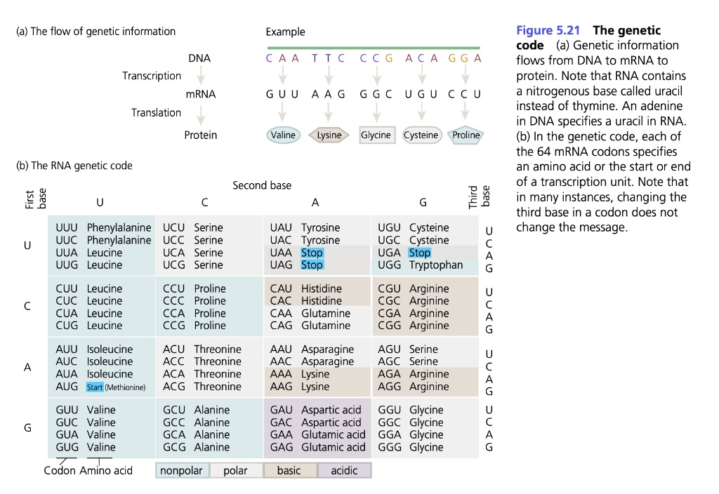 SOLVED: Figure 5.21: The Genetic Code (a) Genetic information flows ...