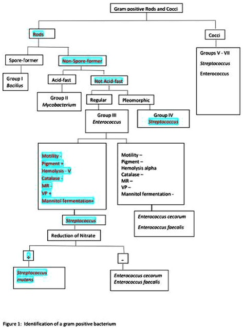 Rods Gram positive Rods and Cocci Spore-former Non-Spore-former Group I ...