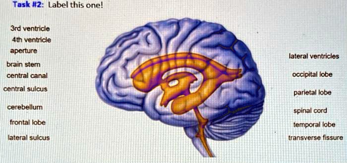 SOLVED: Task #2: Label this diagram! 3rd ventricle 4th ventricle ...