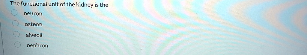 The functional unit of the kidney is the neuron osteon alveoli nephron