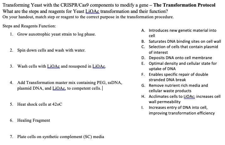 SOLVED: Transforming Yeast with the CRISPR-Cas9 Components to Modify ...