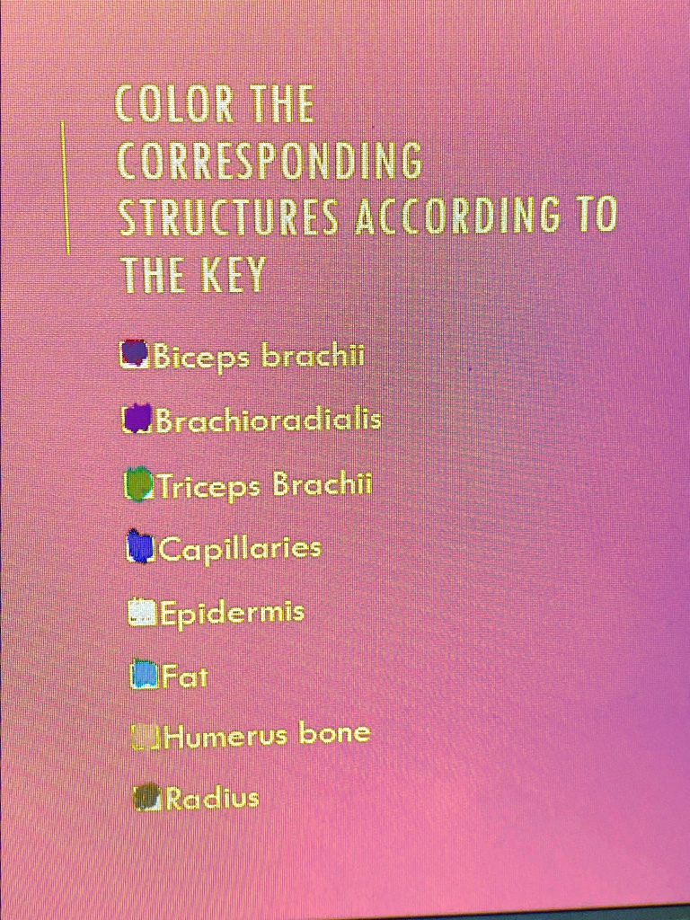 SOLVED: COLOR THE CORRESPONDING STRUCTURES ACCORDING TO THE KEY Biceps ...
