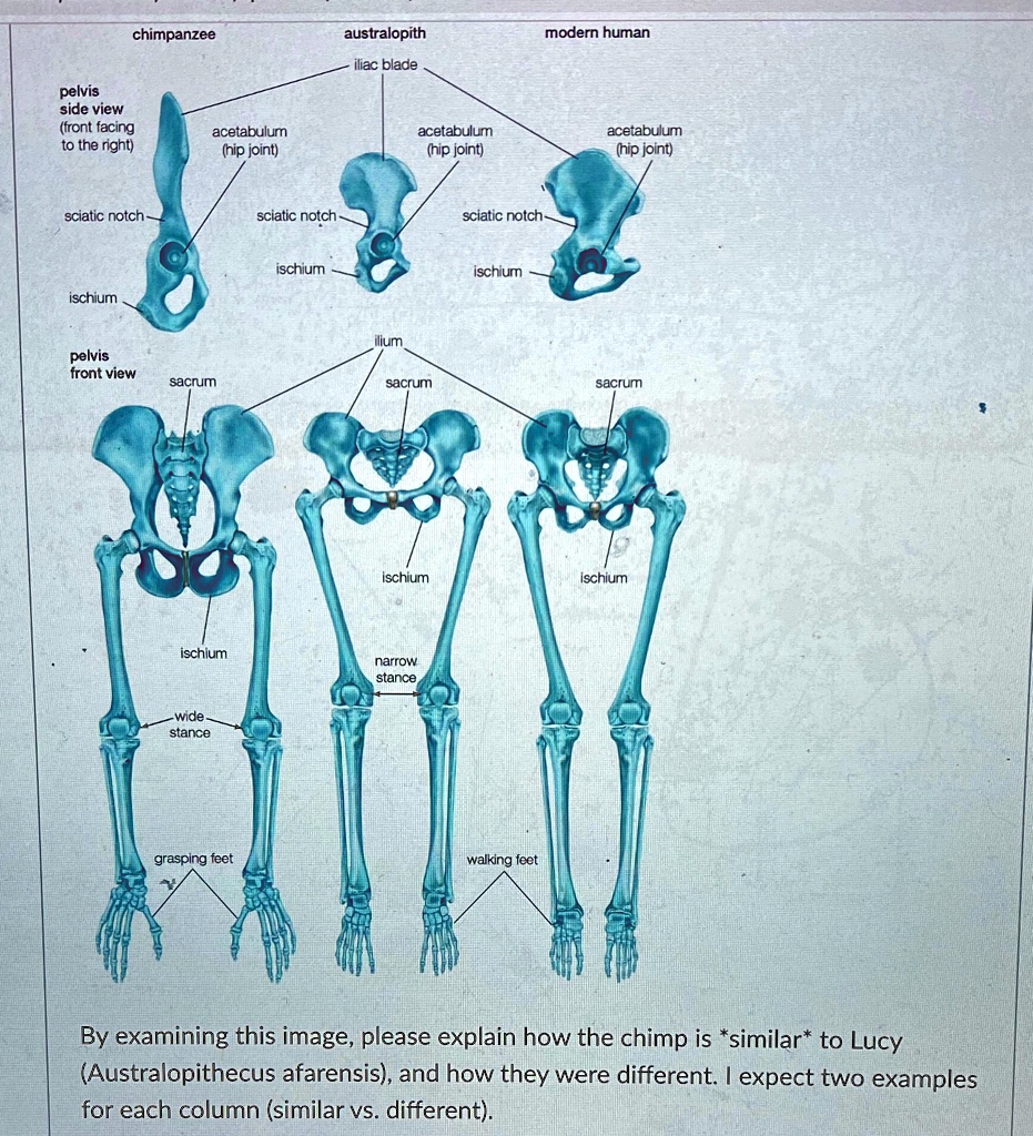 SOLVED: Chimpanzee Australopith Modern human Iliac blade Pelvis side ...