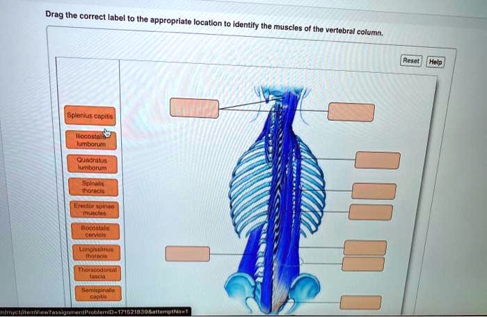 drag the correct label to the appropriate location to identify the ...