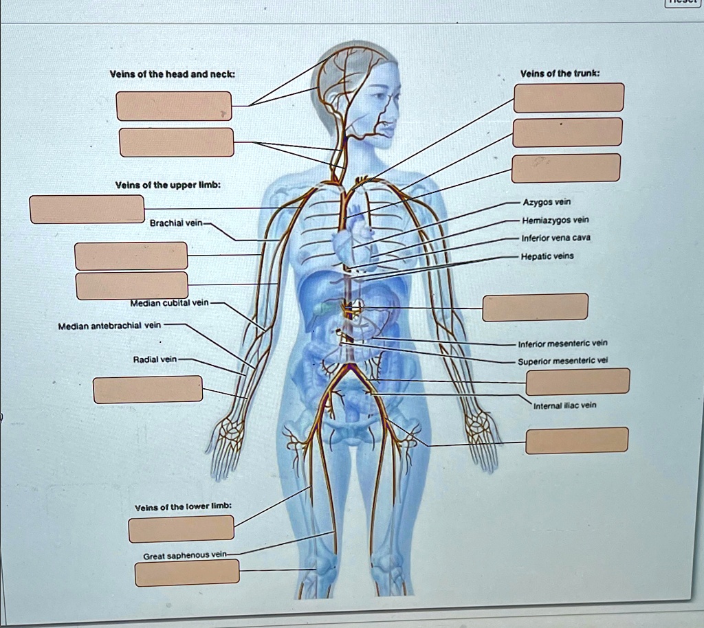 The major systemic veins Veins of the head and neck Veins of the trunk ...