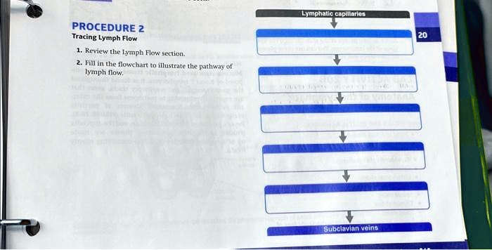 procedure2 tracing lymph flow 1review the lymph flow section 2fill in ...
