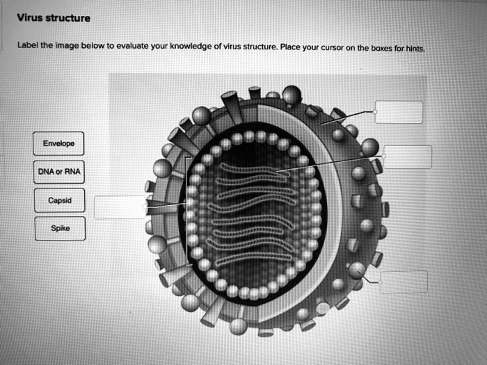 Virus structure Label the image below to evaluate your knowledge of ...