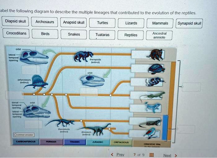 SOLVED: abel the following diagram to describe the multiple lineages ...