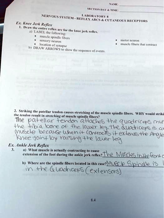 NAME: SECTION DAY TIME: LABORATORY 8 NERVOUS SYSTEM-REFLEX ARCS ...