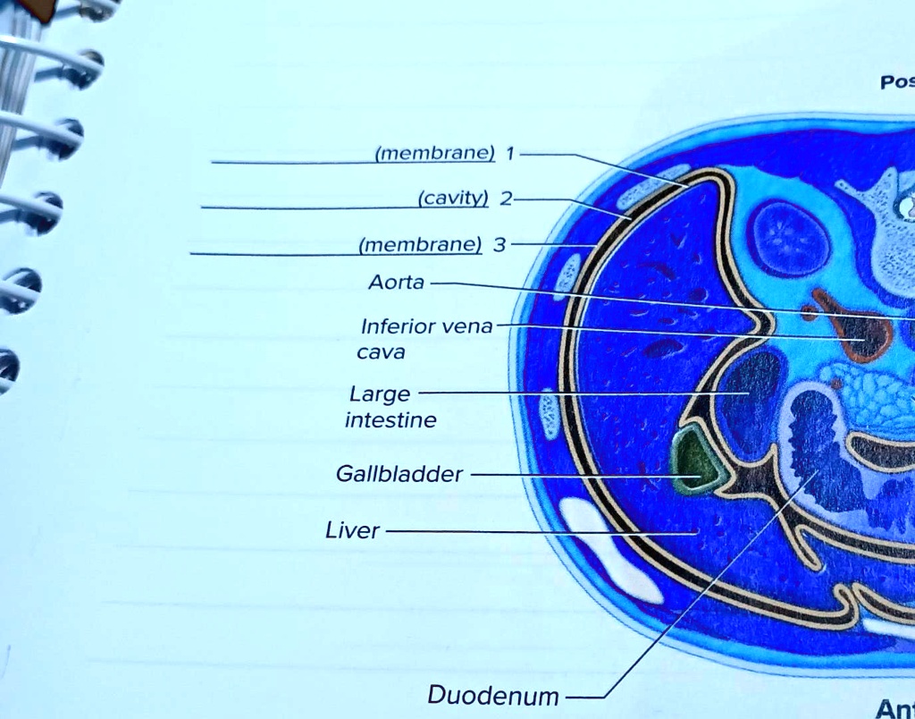 SOLVED: (membrane) 1 (cavity) 2 (membrane) 3 Aorta Inferior vena cava ...