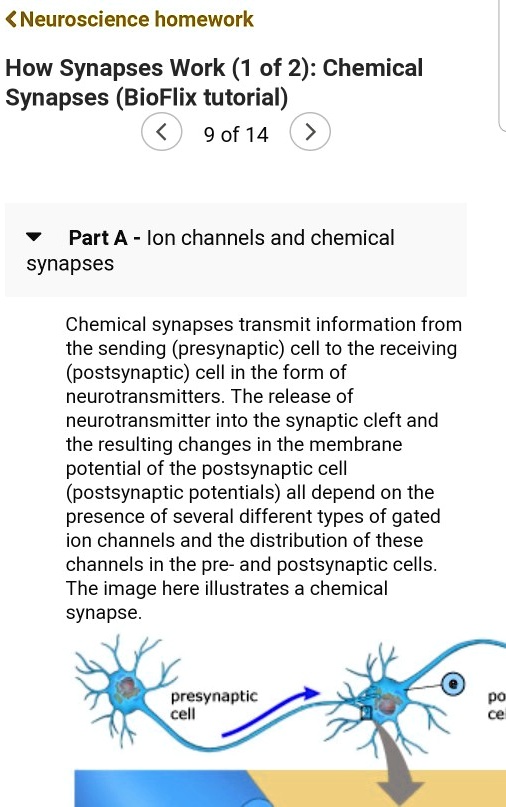 SOLVED: Neuroscience Homework How Synapses Work (1 of 2): Chemical Synapses (BioFlix tutorial) 9 ...
