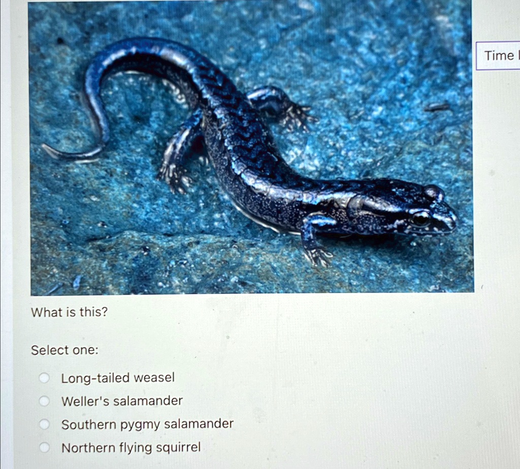 What is this? Select one: Long-tailed weasel Weller's salamander ...