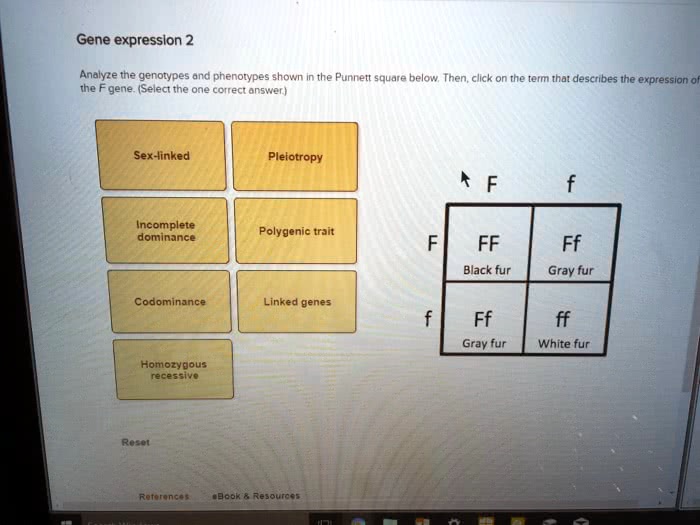 Gene expression 2 Analyze the genotypes and phenotypes shown in the ...