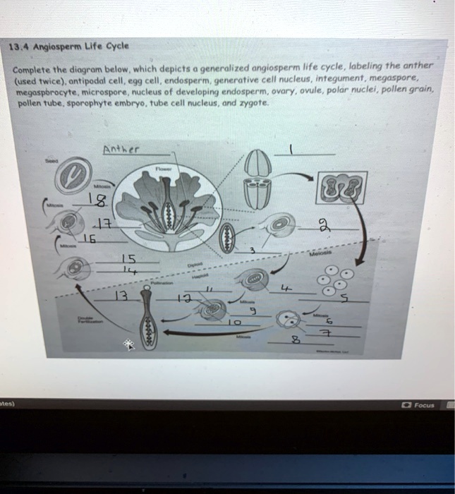 SOLVED: Angiosperm Life Cycle Complete the diagram below, which depicts ...