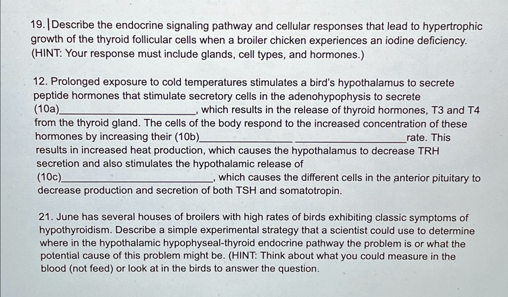 describe the endocrine signaling pathway and cellular responses that ...
