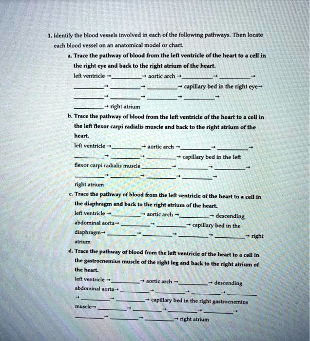 Identify the blood vessels involved in each of the following pathways ...