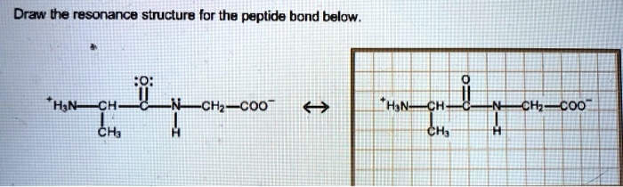 SOLVED: Draw the resonance structure for the peptide bond below. H2N-C(=O)-CH2-CH2-C(=O)-CH3