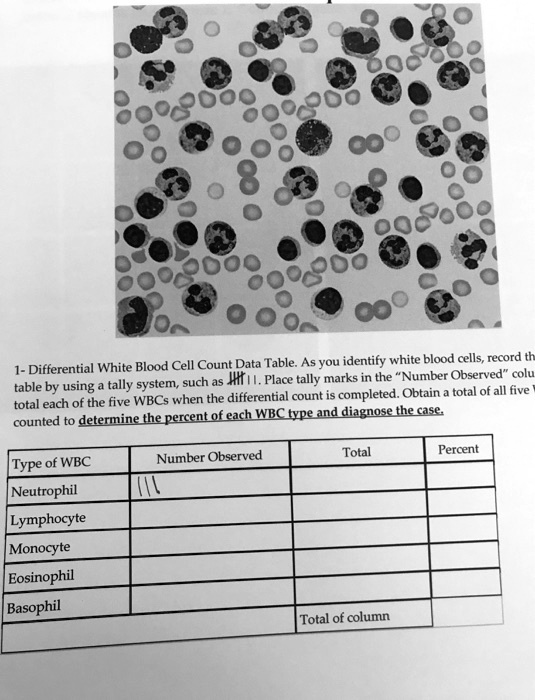 Differential Blood Count