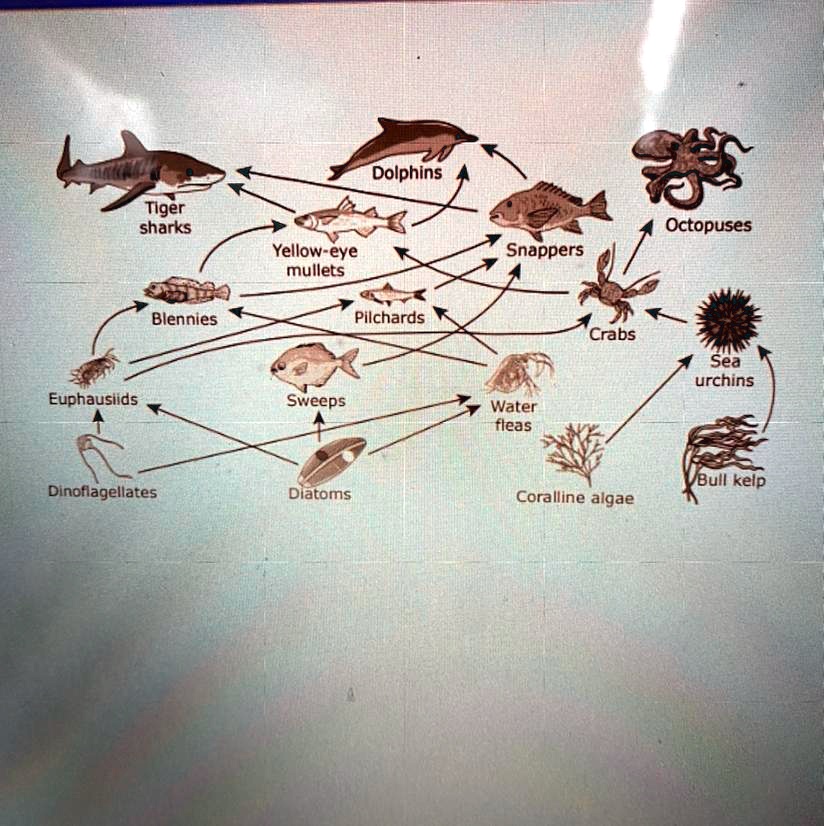 SOLVED: 'a partial marine food web is shown which organism all consume ...