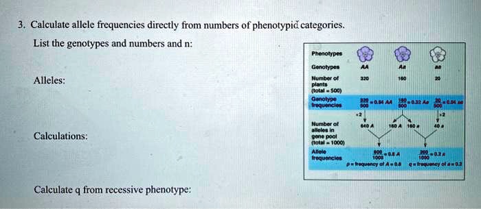 SOLVED:Calculate allele frequencies directly from numbers of phenotypid ...