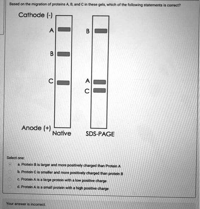 based on the migration of proteins band c in these gels which of the ...