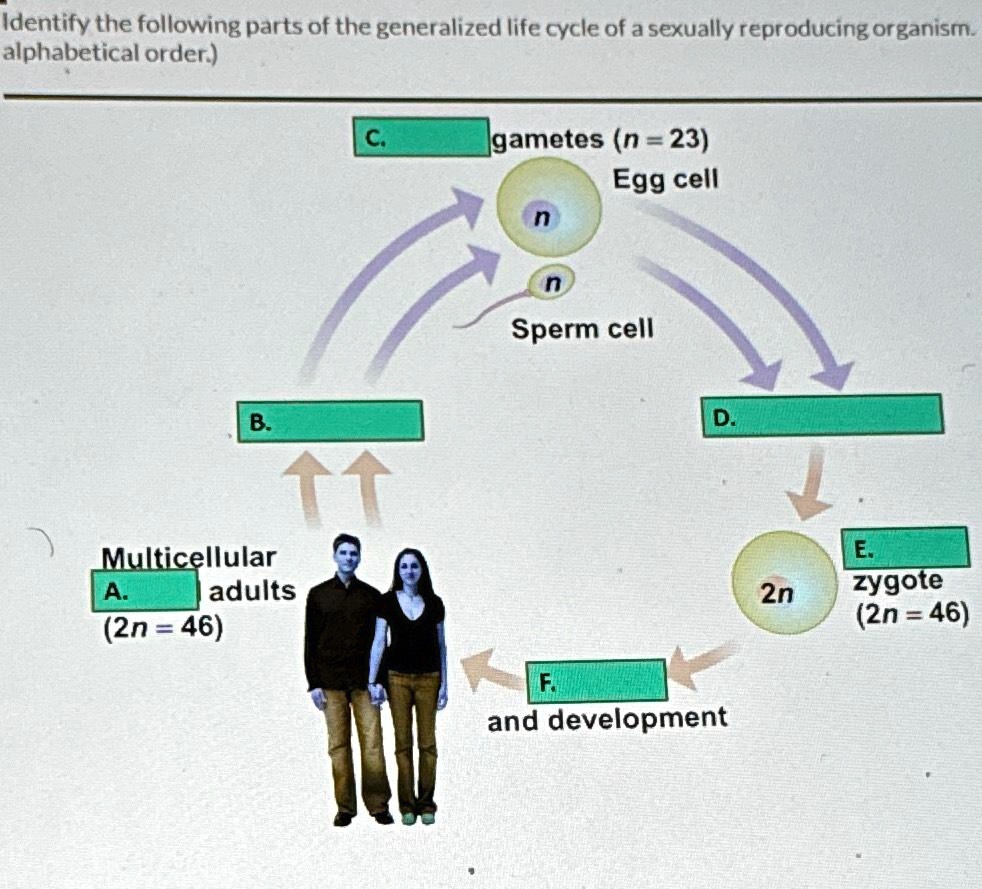 Identify the following parts of the generalized life cycle of a ...