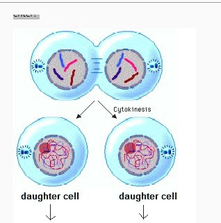 Cytokinesis daughter cell daughter cell