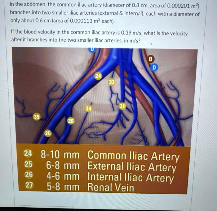 in the abdomen the common iliac artery diameter of 08 cm area of ...